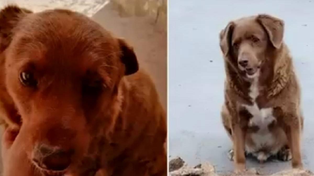 Cel mai bătrân câine din lume a împlinit 30 de ani. Care este "secretul ...