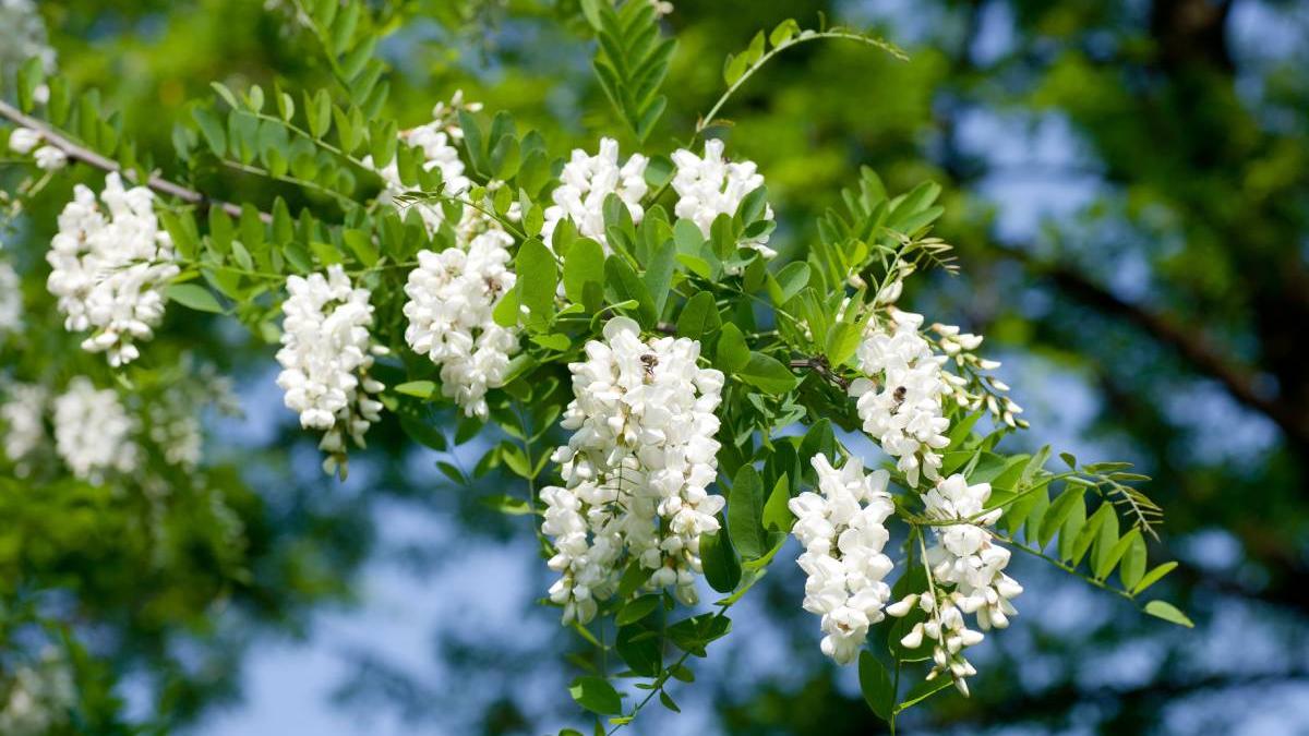 Specia de salcâm care poate duce la deces. Cele mai toxice plante din ...