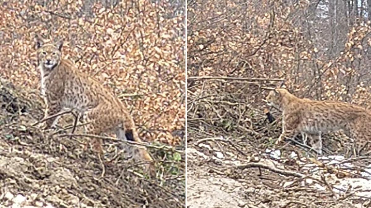 Fotografii inedite cu un râs surprins într-o pădure din Apuseni: "A ...