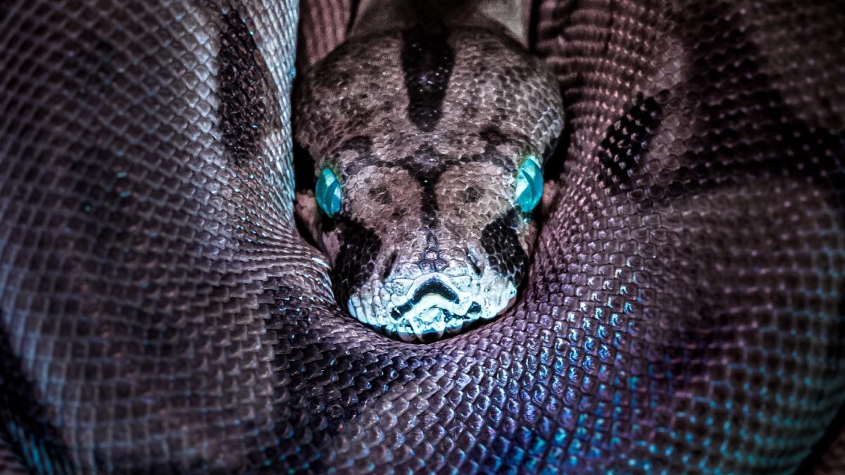 Imagini rare cu masculi de viperă cu corn în Parcul Național Defileul ...