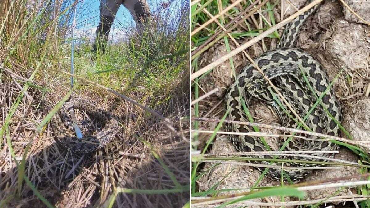Locul din România unde a fost semnalat un record de vipere: "Se impune ...