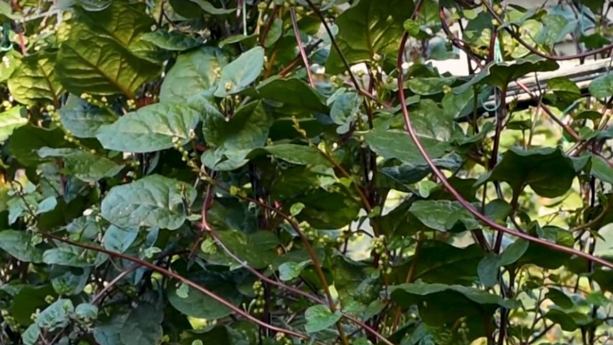 Spanacul Malabar, o comoară pentru sănătate. Creşte şi în România