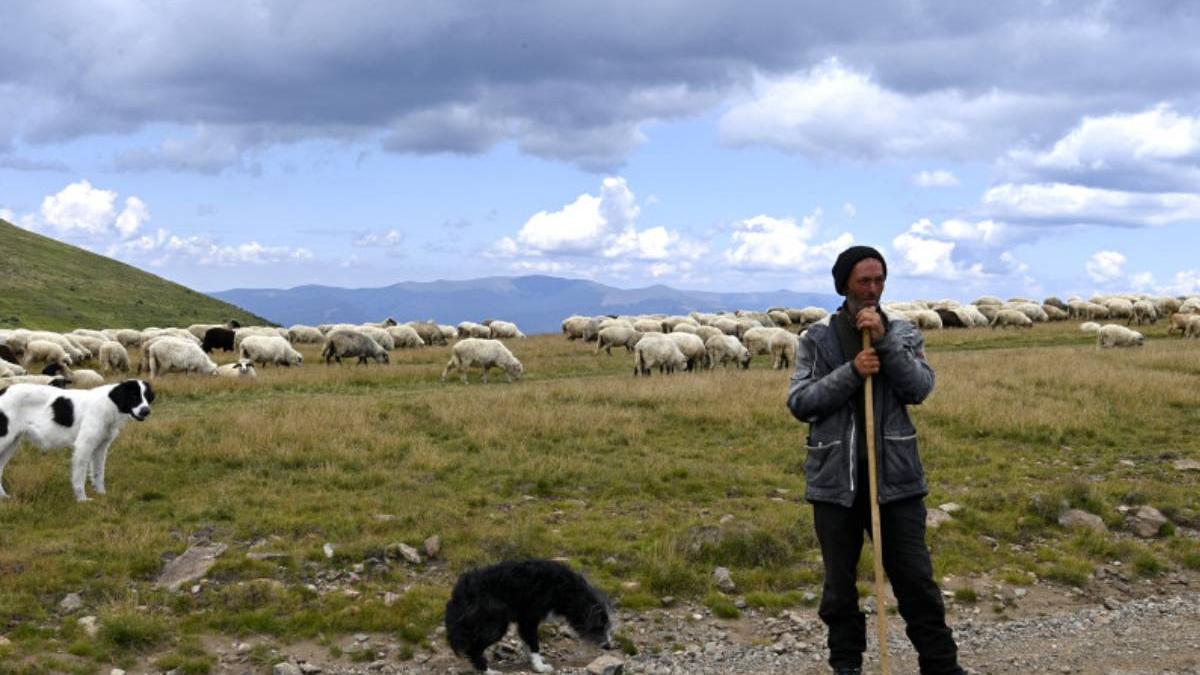 Ciobanii care ţin aceste animale la stână riscă amenzi uriaşe