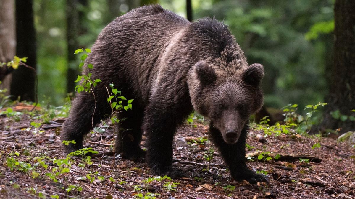 Un urs a intrat în curtea unei case din Brașov. Autoritățile au trimis ...