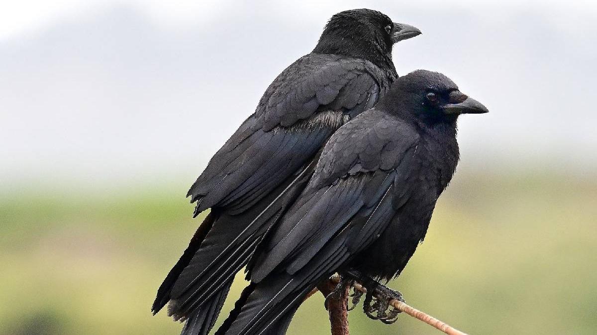 Cultură agricolă de 100 de hectare, distrusă de ciori. Suma pierdută de ...