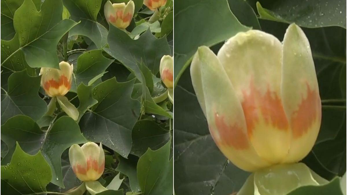 Arborii spectaculoși, înalți de până la 20 de metri, în care cresc ...