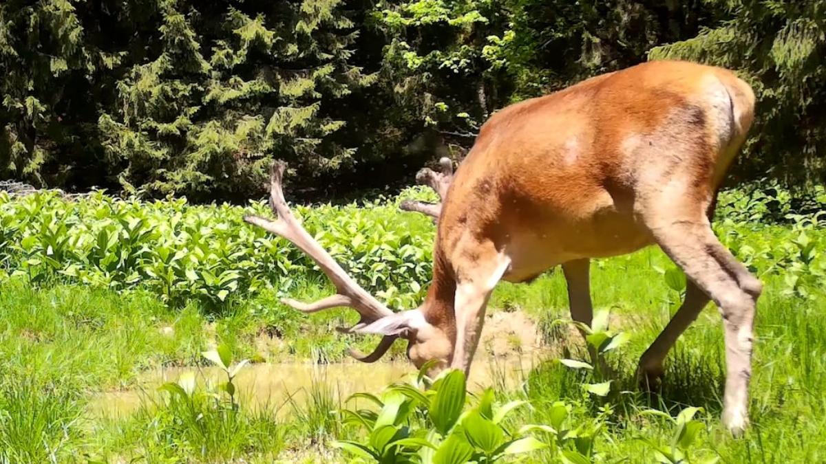 Imagini spectaculoase cu un cerb, surprins într-o pădure a Parcului Natural Apuseni din cadrul ...