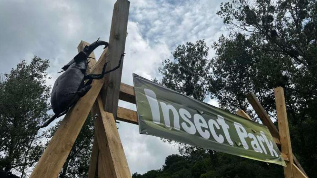 Insect Park în premieră în România. Zeci de figurine gigantice, ce ...