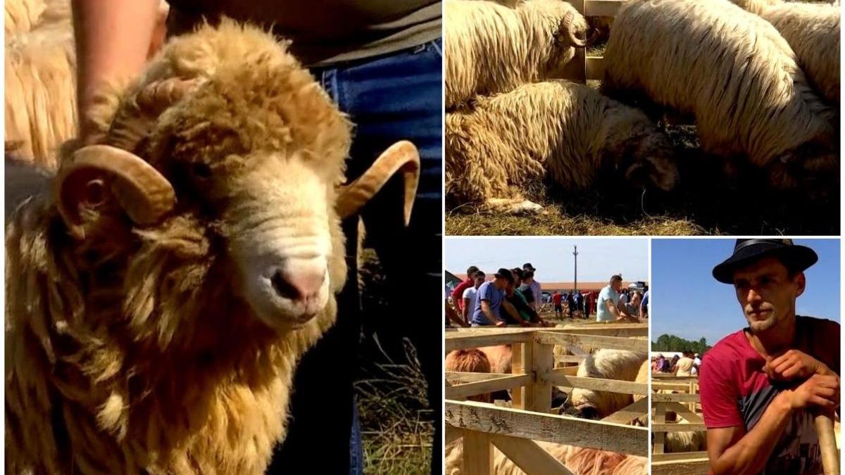 Cel mai scump berbec din România costă cât avansul pentru un apartament