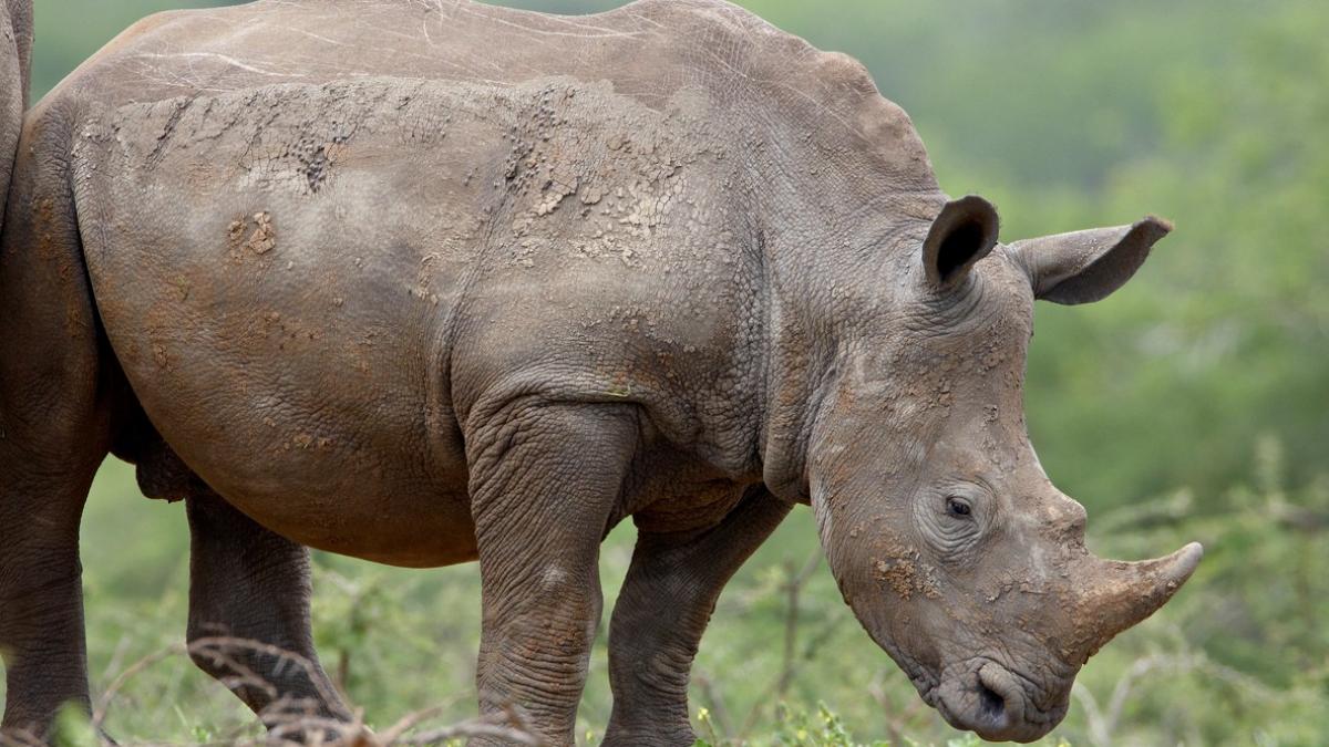 O femeie de 33 de ani a fost ucisă de un rinocer de la o grădină zoologică