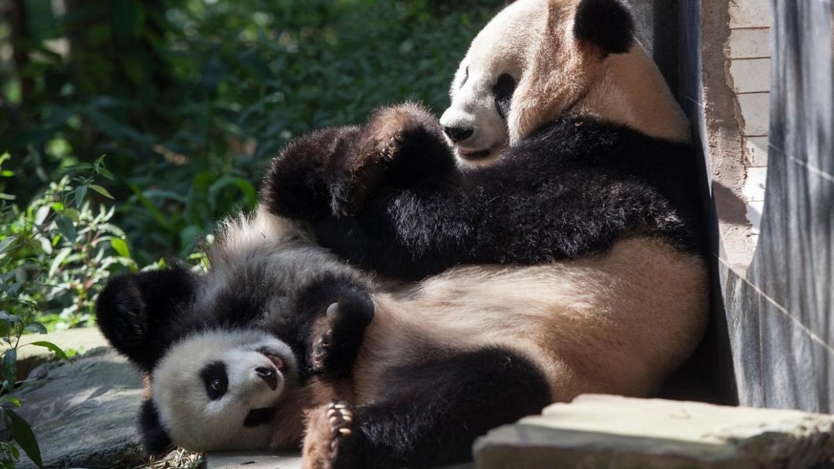 SUA și China se ceartă pe urșii Panda. Beijingul își cere înapoi ...
