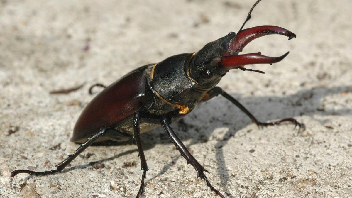 Construcţia unui pod peste Siret, oprită ca să se protejeze specii de ...