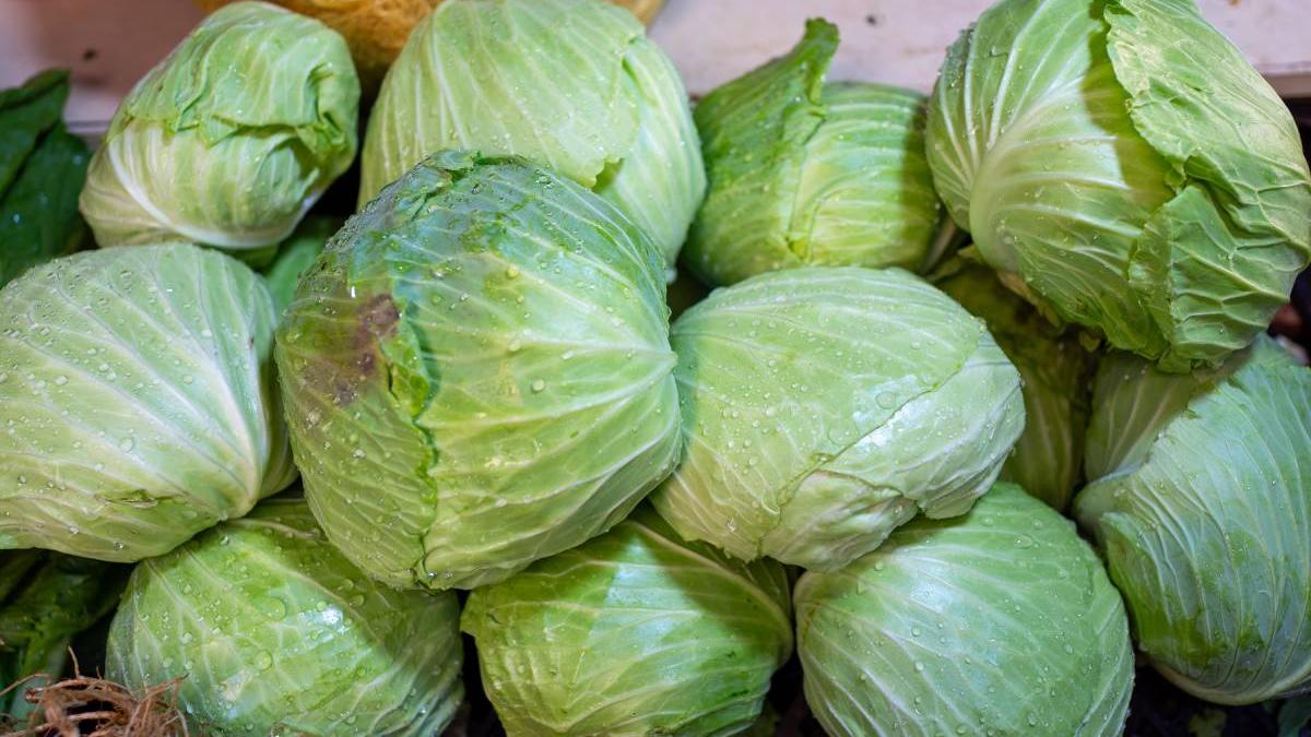 Celebra varză de Buzău, afectată de secetă și temperaturi extreme ...