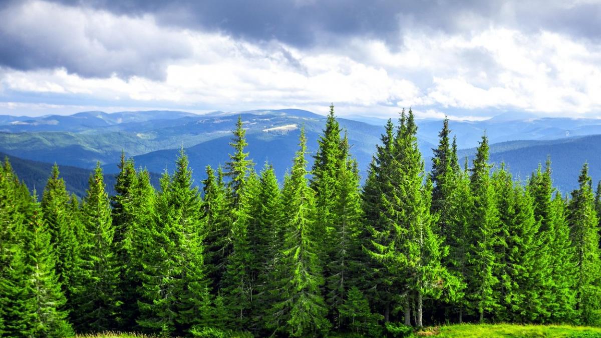 O suprafaţă din Braşov se va transforma în pădure-parc