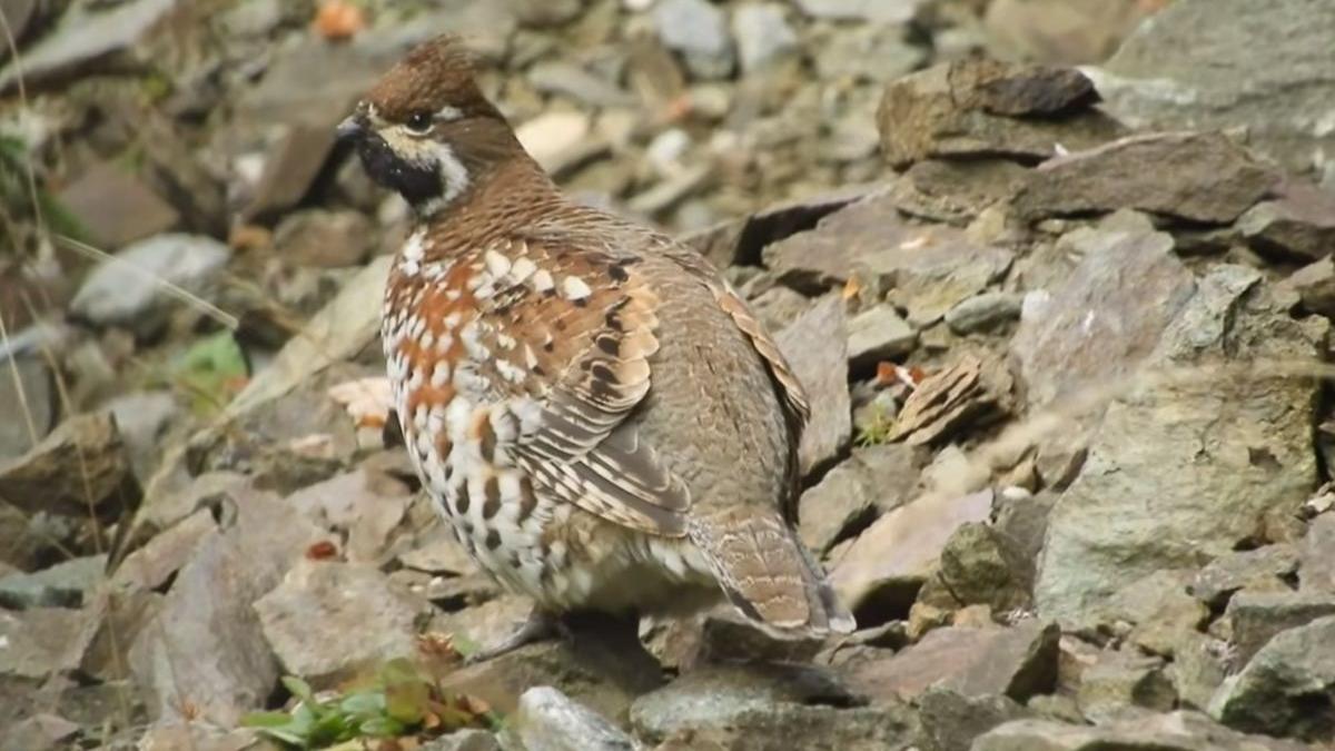 Găinușa de alun a reapărut în Parcul Natural Bucegi, după o perioadă ...