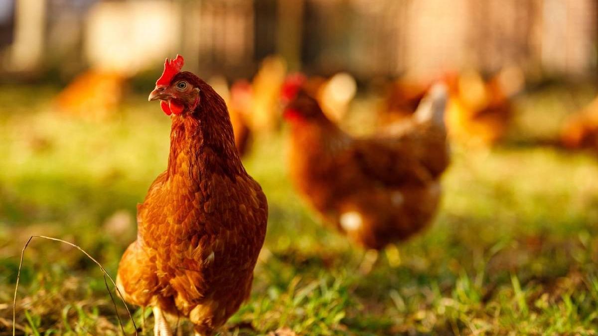 Cât a ajuns să coste un kilogram de pui de ţară. Puțini români își ...