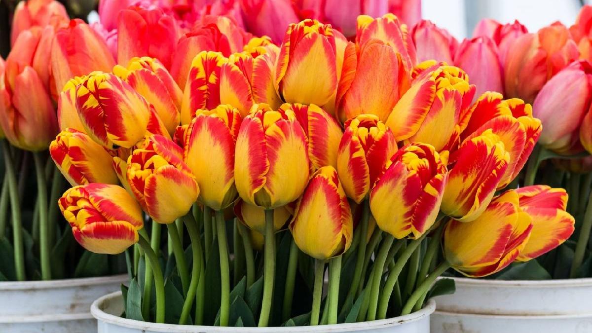 Prețul cu care se vinde un buchet de lalele în piețe. Un singur fir ...