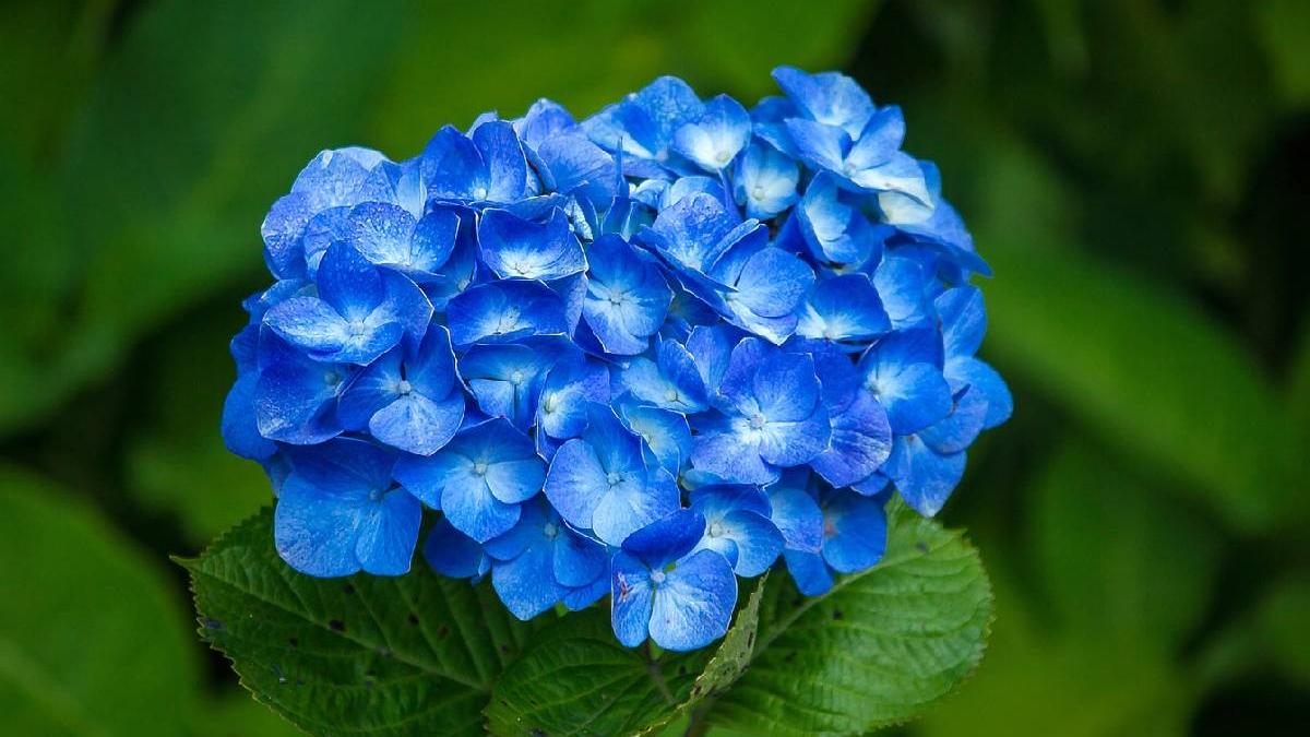 Flori de grădină care rezistă minunat la umbră. Pot fi plantate fără ...