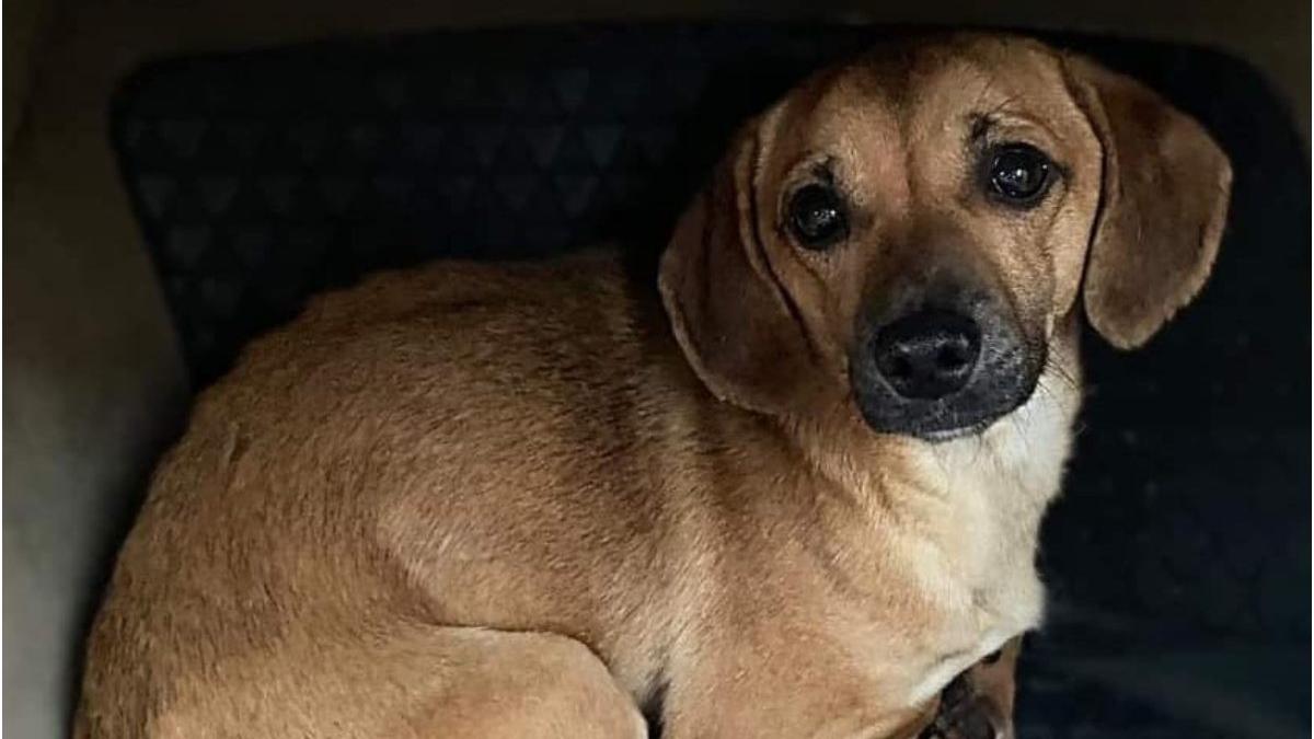 Sute de bucureșteni îl caută pe Patrocle, un cățel care anterior fusese ...