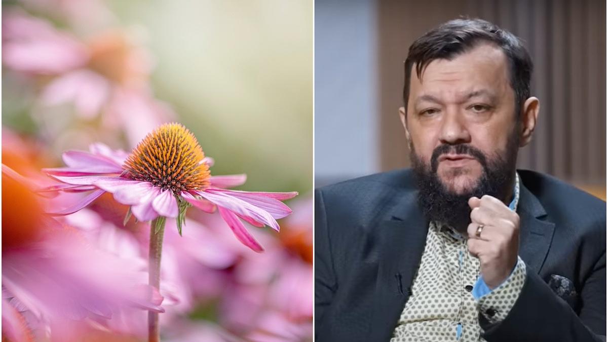 Planta care întărește rapid imunitatea. Marius Văduva: ”Nu veți mai ...
