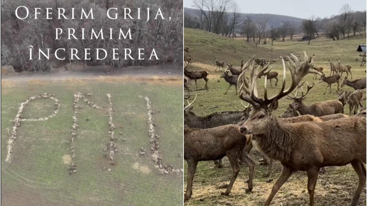 Cerbi şi căprioare aşezate în forma literelor PNL în judeţul Gorj ...