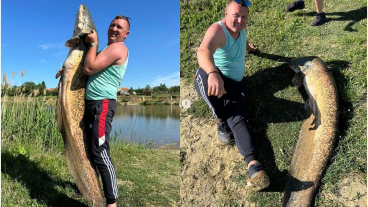 Pește uriaș capturat pe o baltă din vestul României | Are peste doi ...