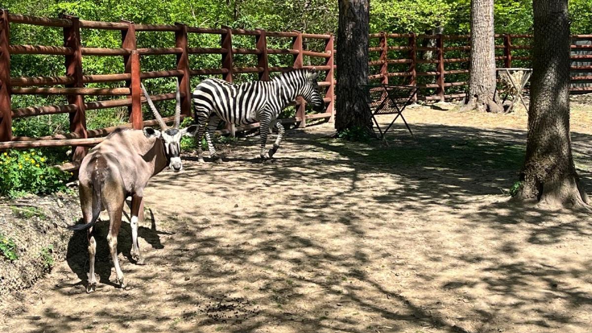 Animale noi, la Grădina Zoologică Sibiu: Imagini inedite cu cei doi ...