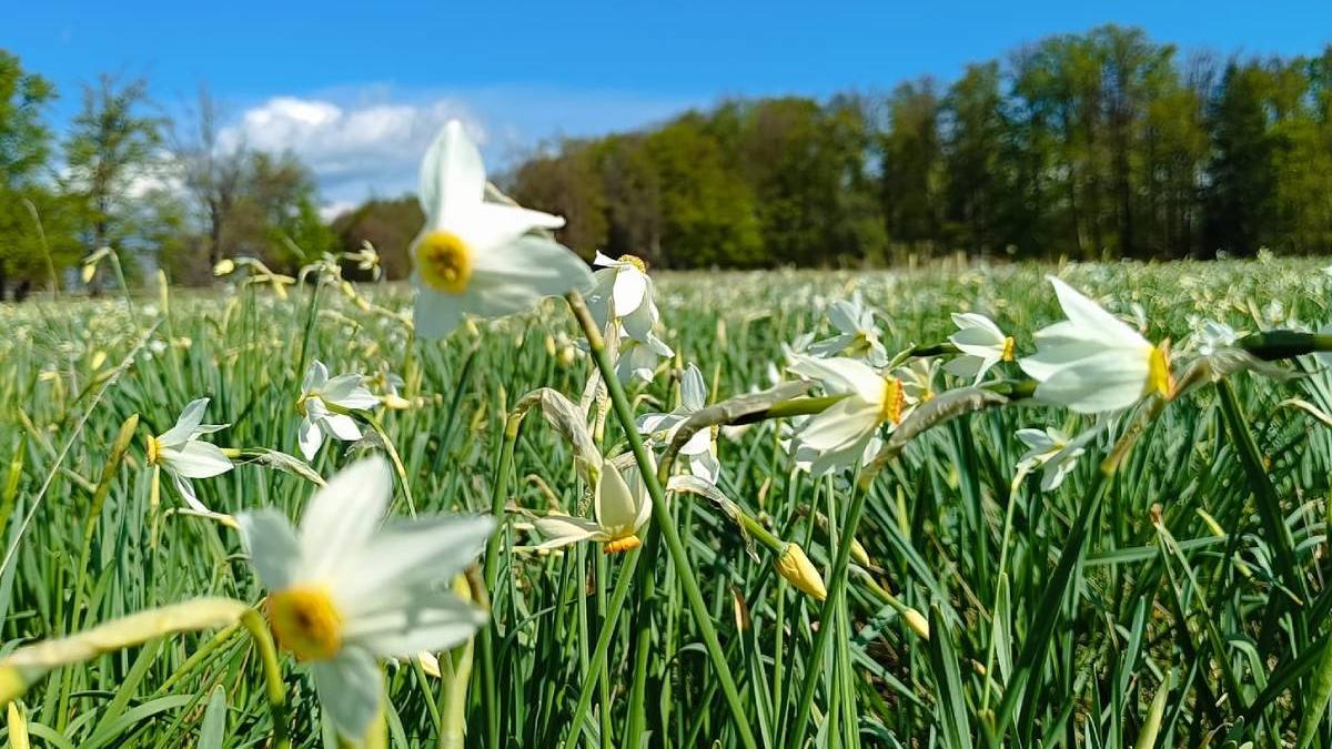 Locul sălbatic din România unde găsești narcise cât vezi cu ochii ...