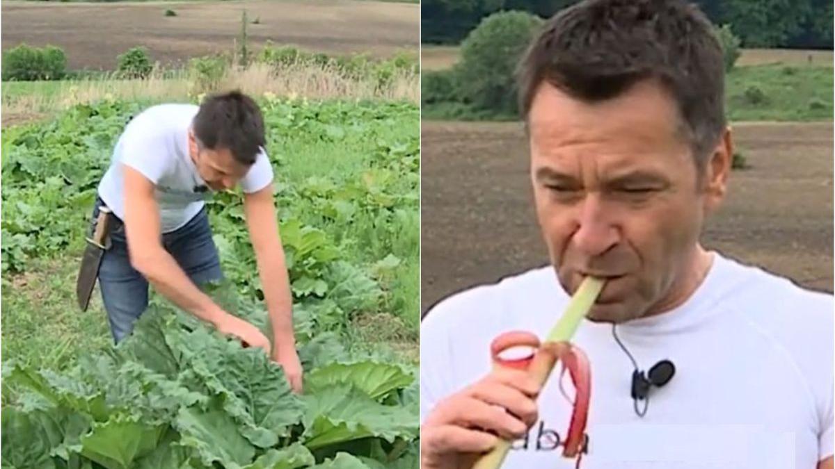Afacerea de succes a unui român care cultivă planta ce l-a uimit pe ...