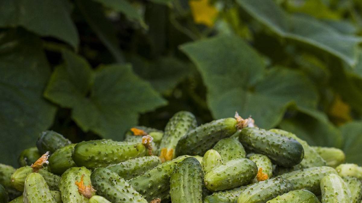 Reguli de aur pentru o recoltă bogată de castraveți. Un ingredient din ...