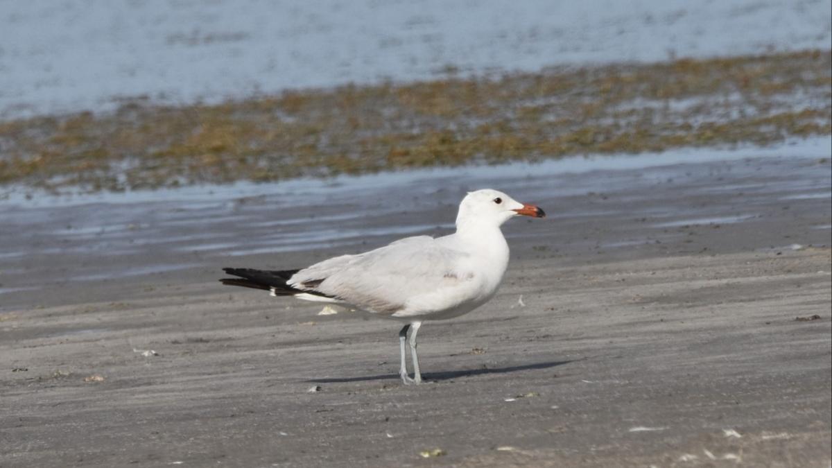 O nouă specie de pasăre a fost descoperită pe teritoriul României