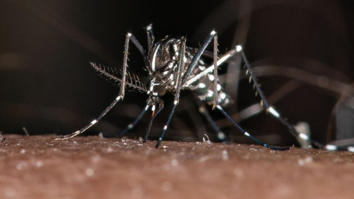 Țânțarul-tigru care transmite febra dengue a migrat în România și în ...
