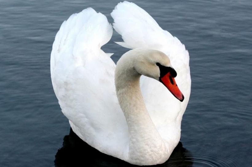 Spectacol graţios pe Dunăre: sute de lebede din Siberia îşi petrec ...