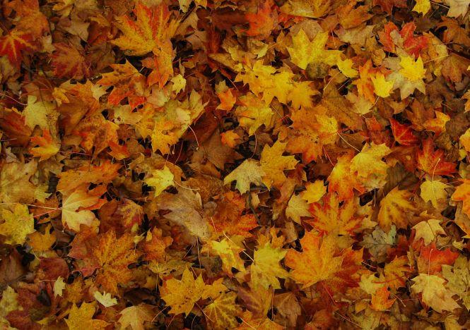 Scoate bani din frunze uscate. O afacere la care puţini s-au gândit