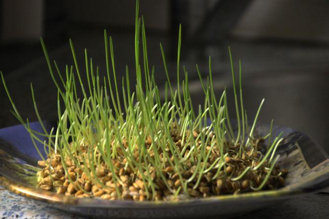 Cum se pune grâul la încolţit pentru Sf. Andrei? Greşeala pe care o ...