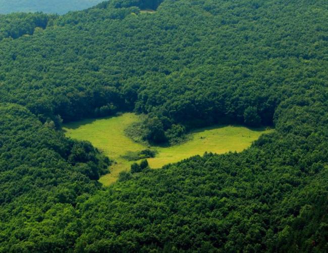 Miracolele României. Inima apărută în mijlocul unei păduri de stejar