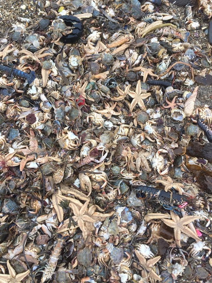 Galerie Foto - Fenomen ciudat. Milioane de creaturi marine moarte au ...