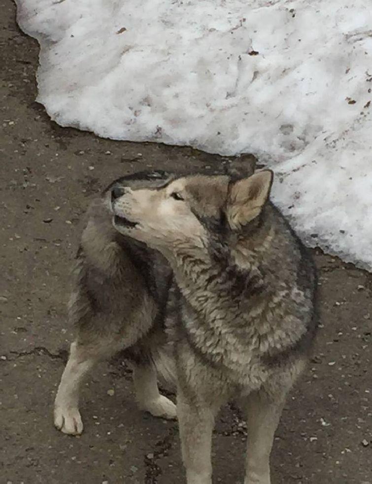 Pui de lup, surprins în apropierea unui mare oraș din România – FOTO ...