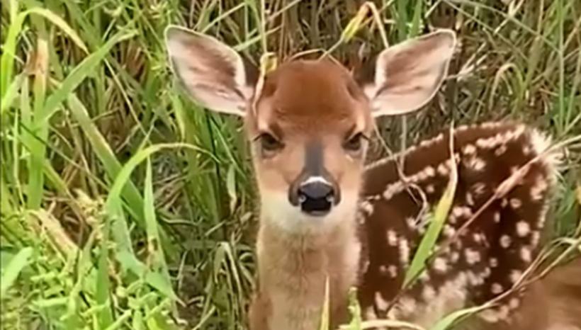 Un pui de cerb pierdut își cheamă mama într-o pădure din Parcul ...