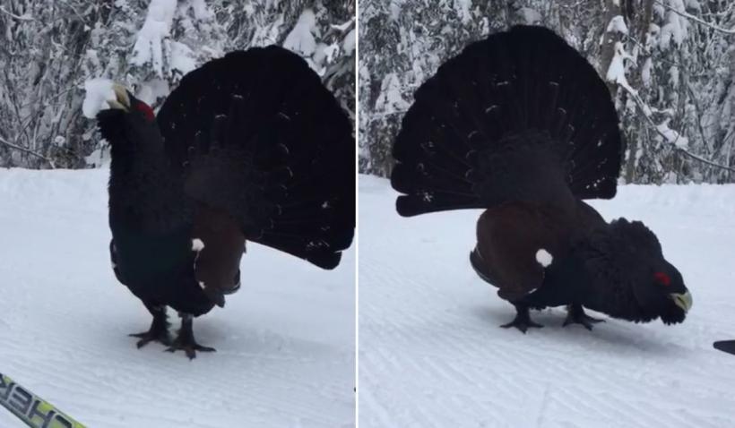 Imagini rare cu un cocoș de munte, surprinse de o turistă care schia în ...