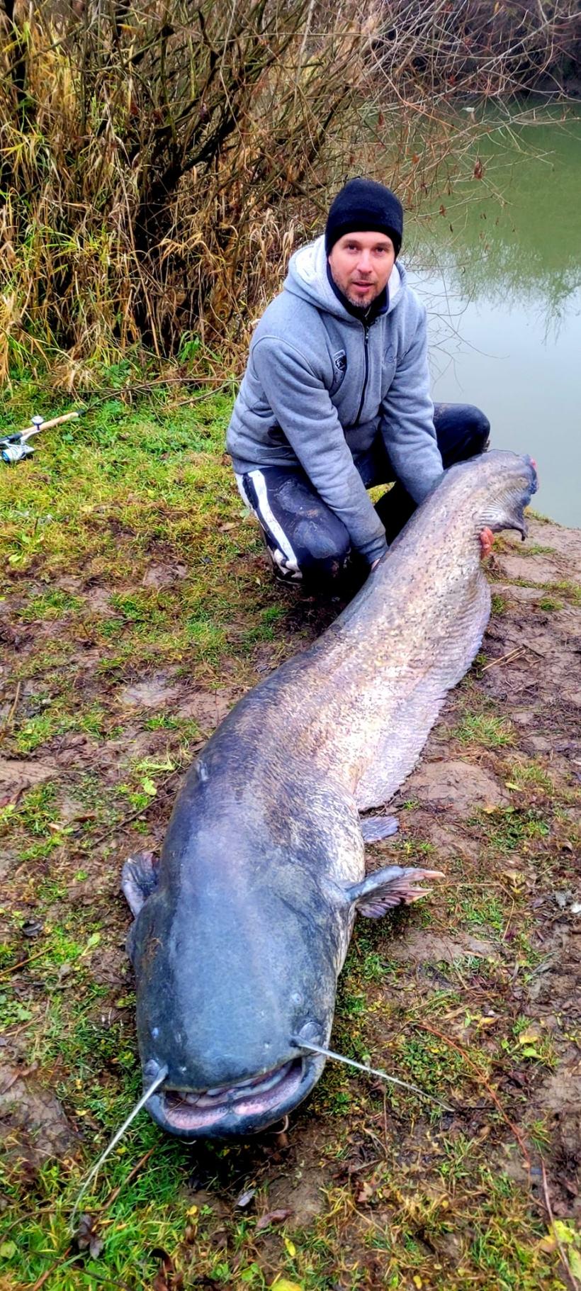 "Monstru" de 70 kg! Somn uriaş, lung de 2 metri, prins de un pescar din ...