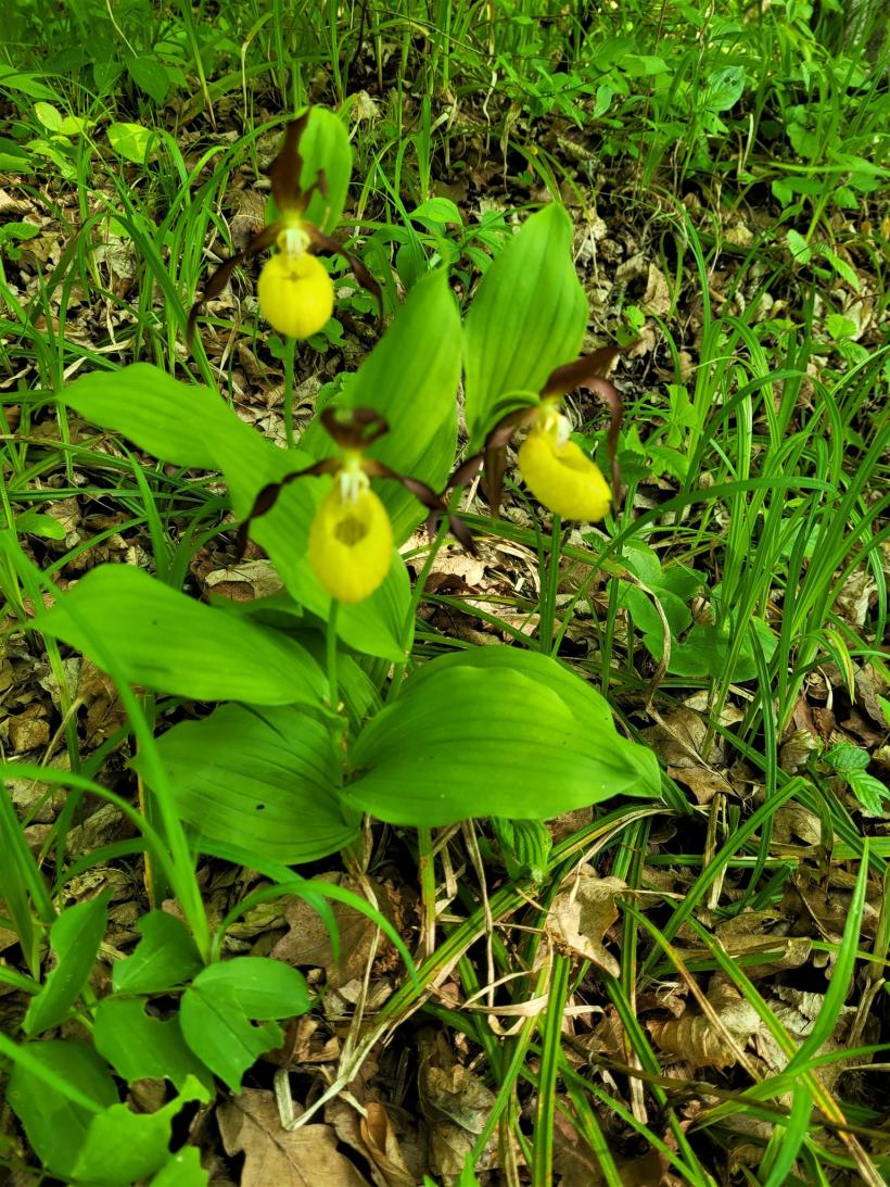 O orhidee sălbatică extrem de rară a înflorit într-o pădure din ...