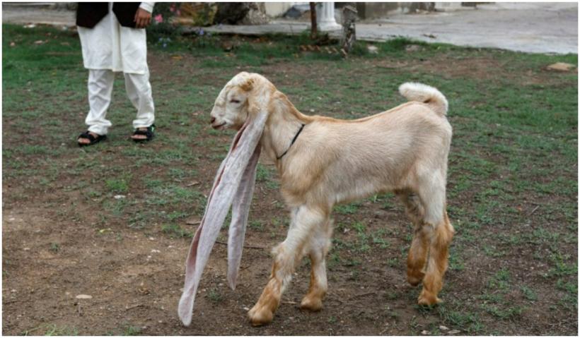 Galerie Foto - Cum arată capra cu cele mai lungi urechi din lume ...