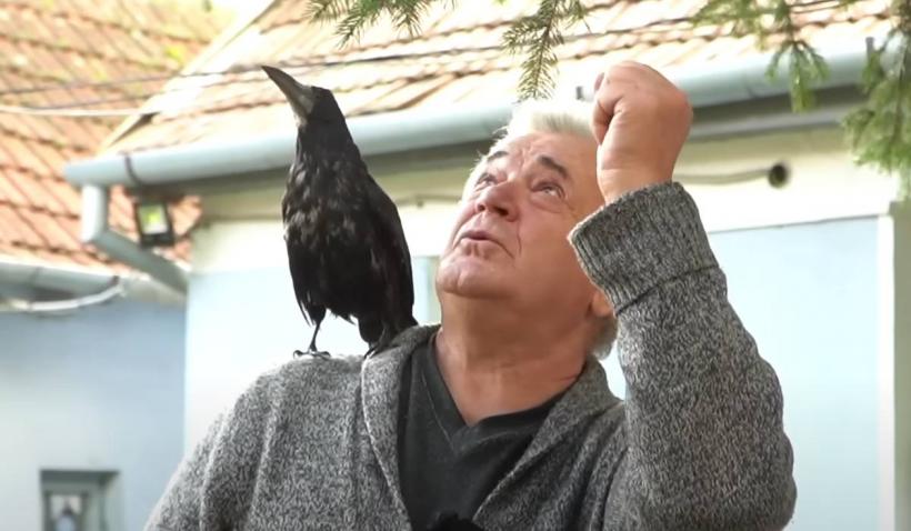 Un bărbat din Bihor este nedespărțit de un corb pe îl creşte de doi ani ...