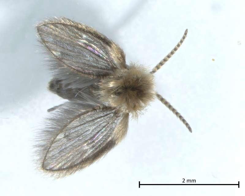 Noi specii de insecte, identificate pentru prima dată în România ...