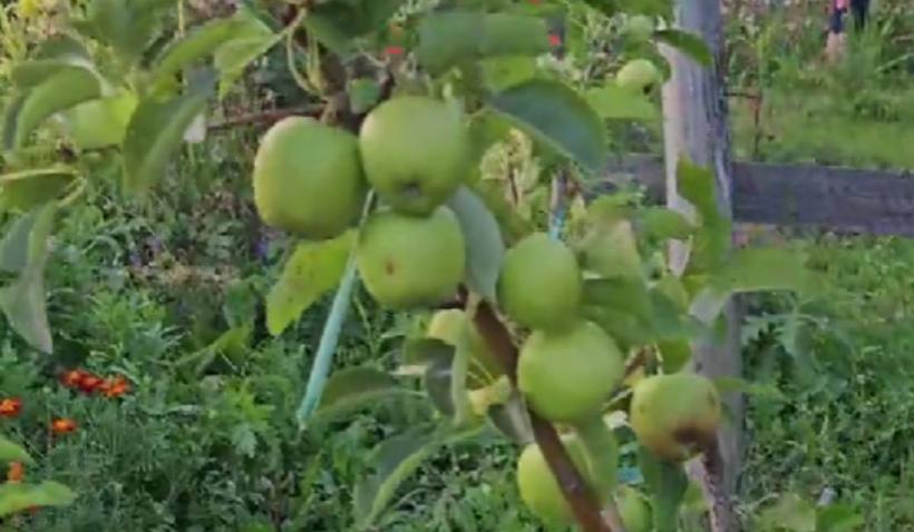 Galerie Foto - Pomul "de aur" din România care face și mere și pere în ...