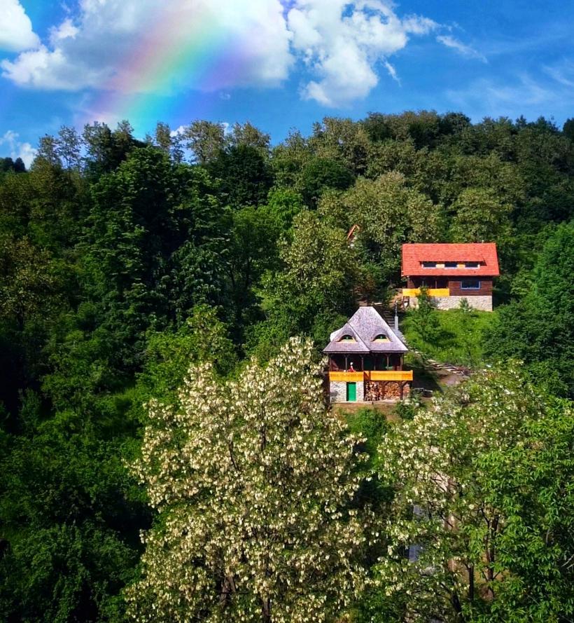 Galerie Foto - Căsuța din copac care a ajuns virală pe internet: Doi ...