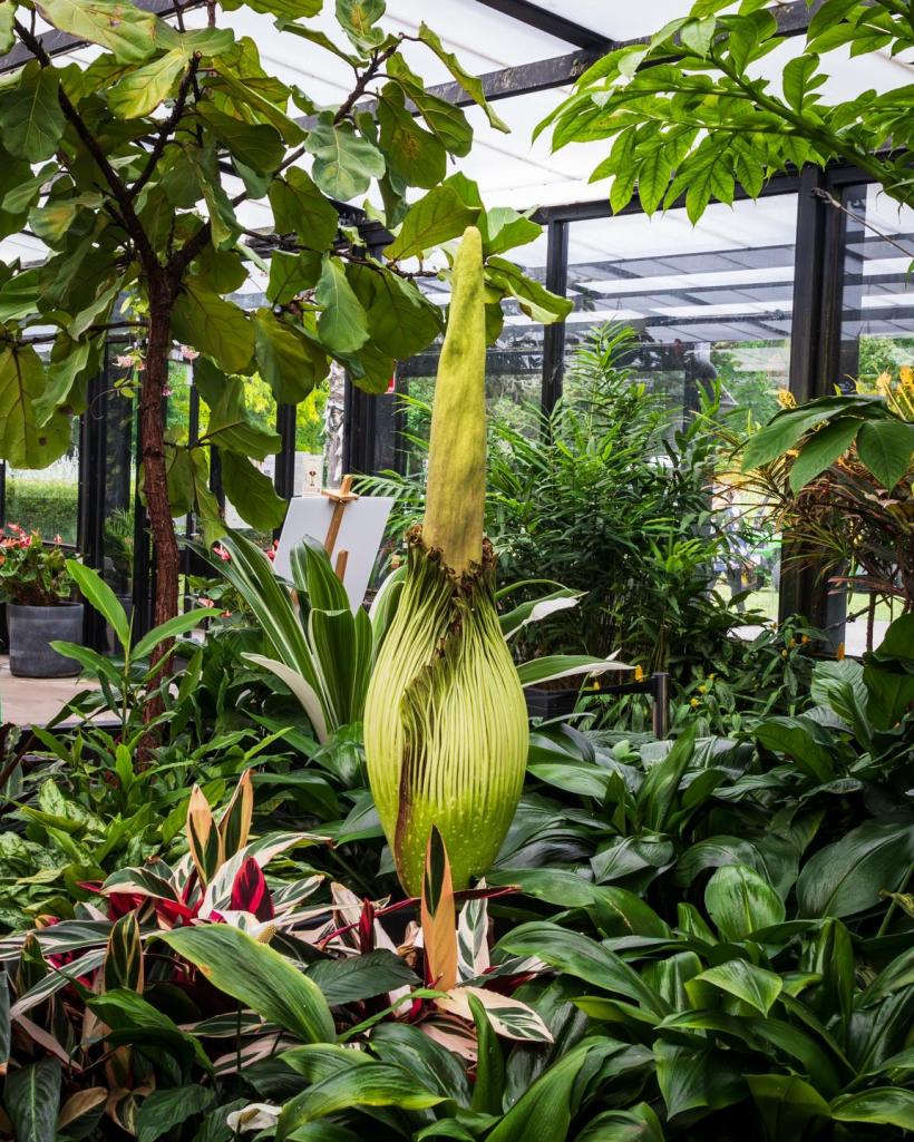 Galerie Foto - „Planta cadavru” a înflorit, la o grădină botanică din ...