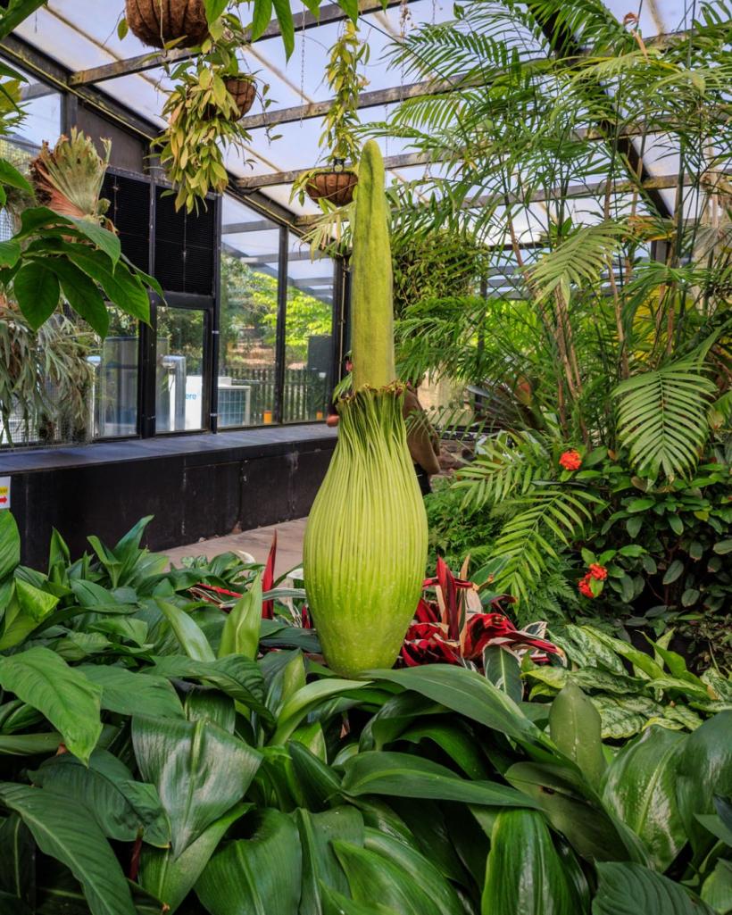 Galerie Foto - „Planta cadavru” a înflorit, la o grădină botanică din ...