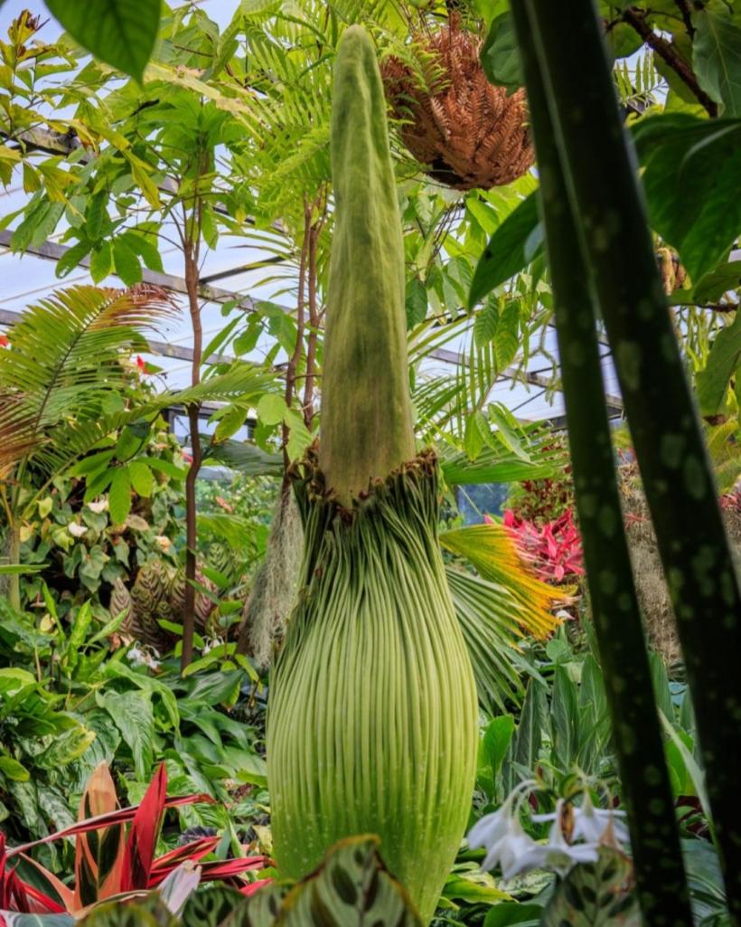 Galerie Foto - „Planta cadavru” a înflorit, la o grădină botanică din ...